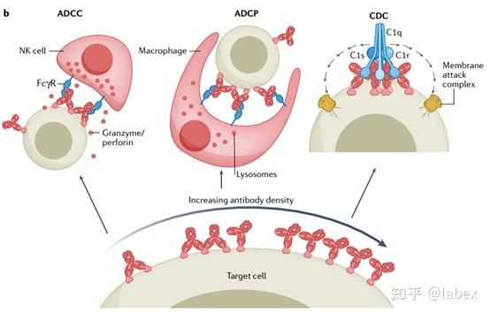 抗体药物研发(三)-抗体/补体依赖的细胞效应 - 知乎