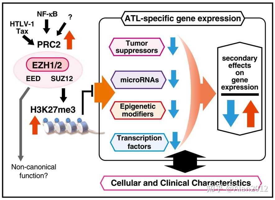 成人T细胞白血病（Adult T-cell leukemia，ATL） - 知乎