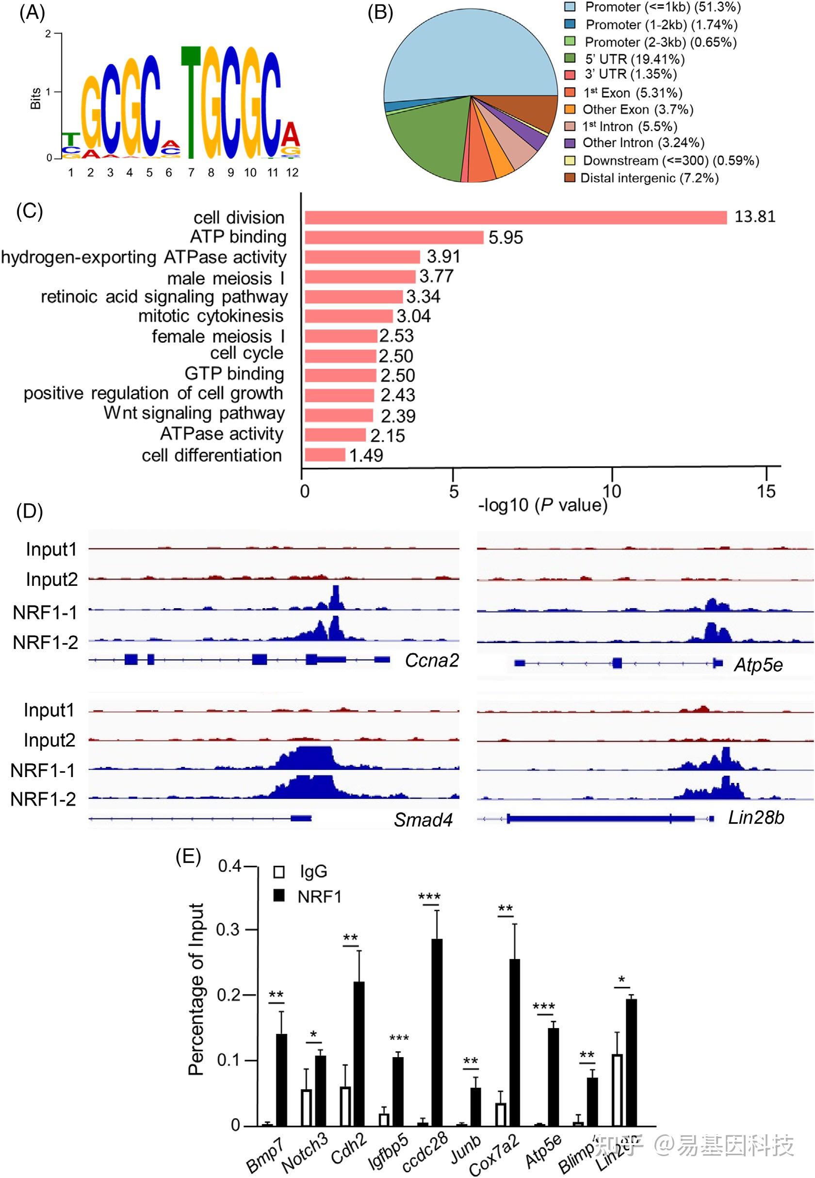 易基因：ChIP-seq等揭示转录因子NRF1调控原始生殖细胞发育、增殖和存活的表观遗传机制｜科研进展 - 知乎