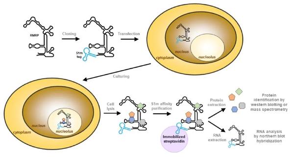 Bio-protocol | 2023年2月20日最新上线实验方案目录 - 知乎