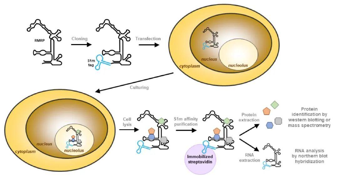 Bio-protocol | 2023年2月20日最新上线实验方案目录 - 知乎