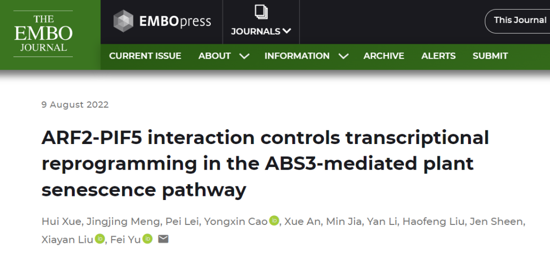 EMBO Journal | 西北农林科技大学郁飞课题组揭示ARF2-PIF5功能单元调控植物衰老的新机制 - 知乎