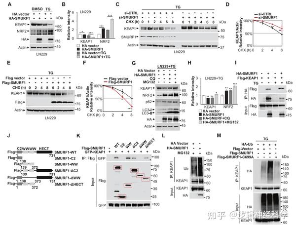Cell Death Dis︱北京理工大学董磊/夏琴课题组揭示致癌蛋白E3泛素连接酶SMURF1可减轻内质网应激 - 知乎