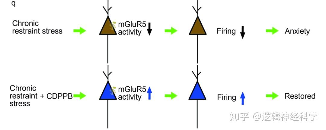 NPP︱南方医科大学高天明院士团队揭示mGluR5介导压力所致焦虑样行为的细胞机制 - 知乎