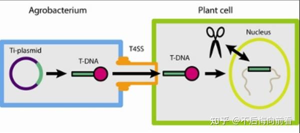 农杆菌转化法（Insertional mutagenesis via Agrobacterium mediated transformation ） - 知乎