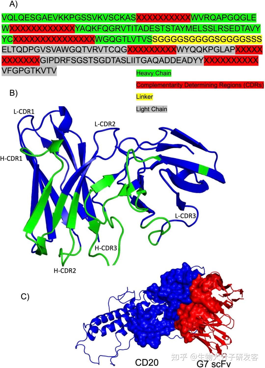 关注 I 从天然全人源scFv抗体库中分离鉴定CD20 - 知乎