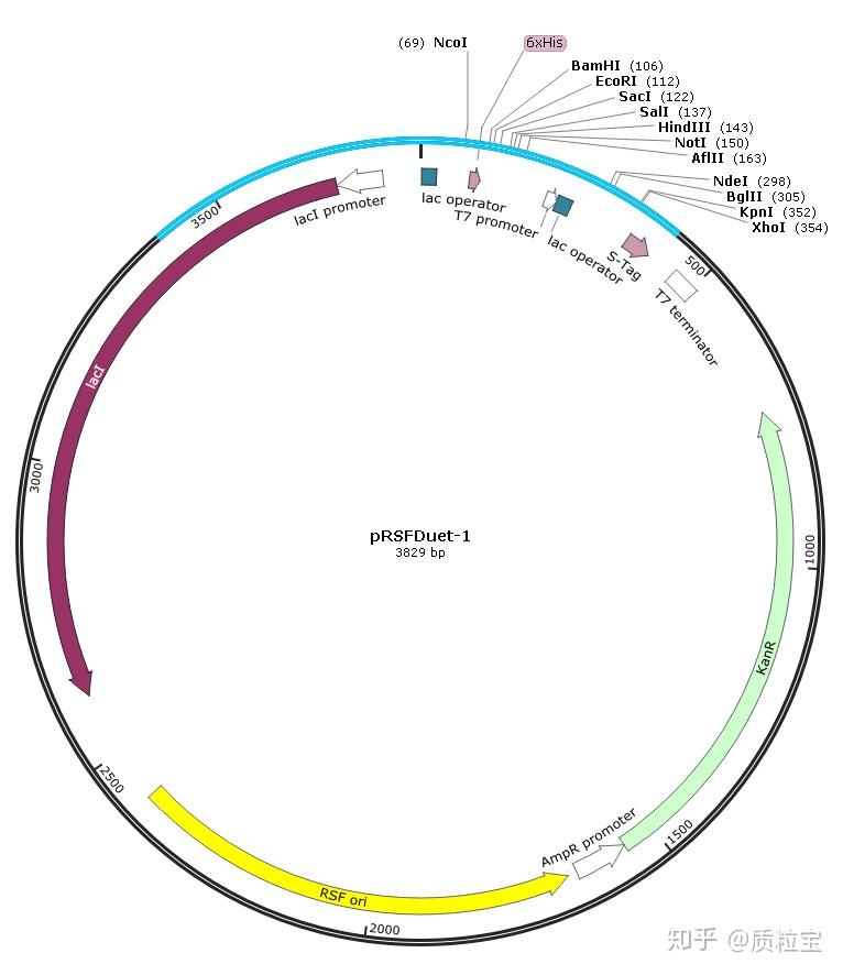大肠杆菌蛋白双表达载体 - 知乎