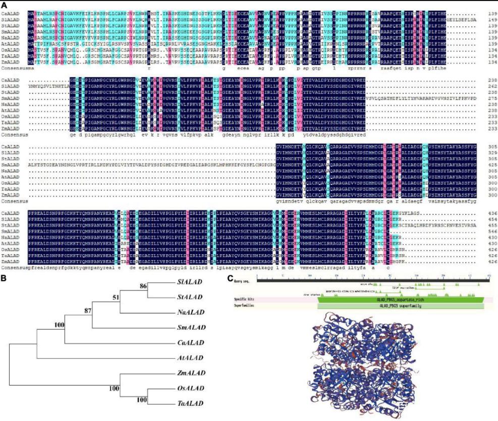 「Front Plant Sci」辣椒的CaALAD基因赋予转基因拟南芥耐寒性 - 知乎