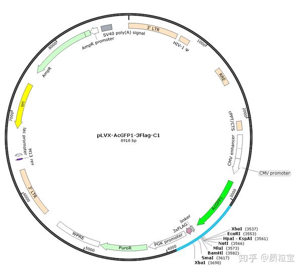 pLVX系列3×Flag慢病毒表达载体 - 知乎