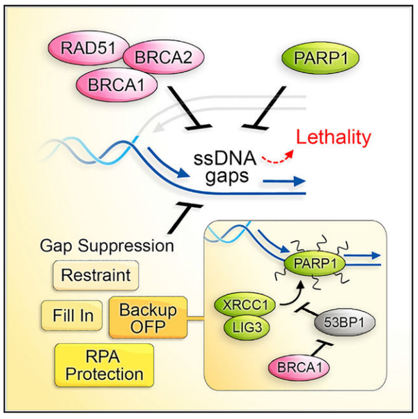 PARP抑制剂耐药机制以及解决耐药性方法 - 知乎