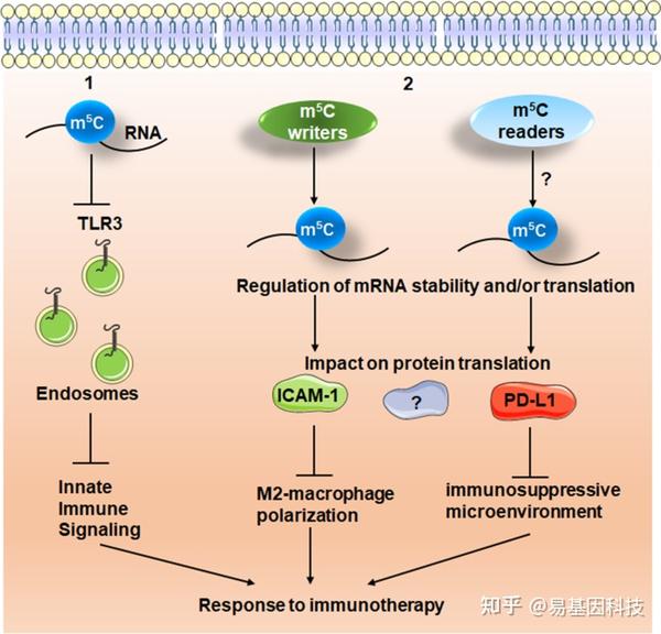 易基因｜深度综述：RNA m5C修饰的生物学及在肿瘤发生和免疫治疗中的作用 - 知乎