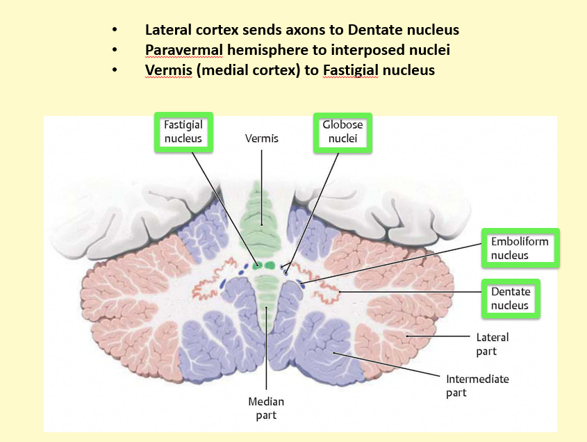 小脑的内部结构 - 知乎
