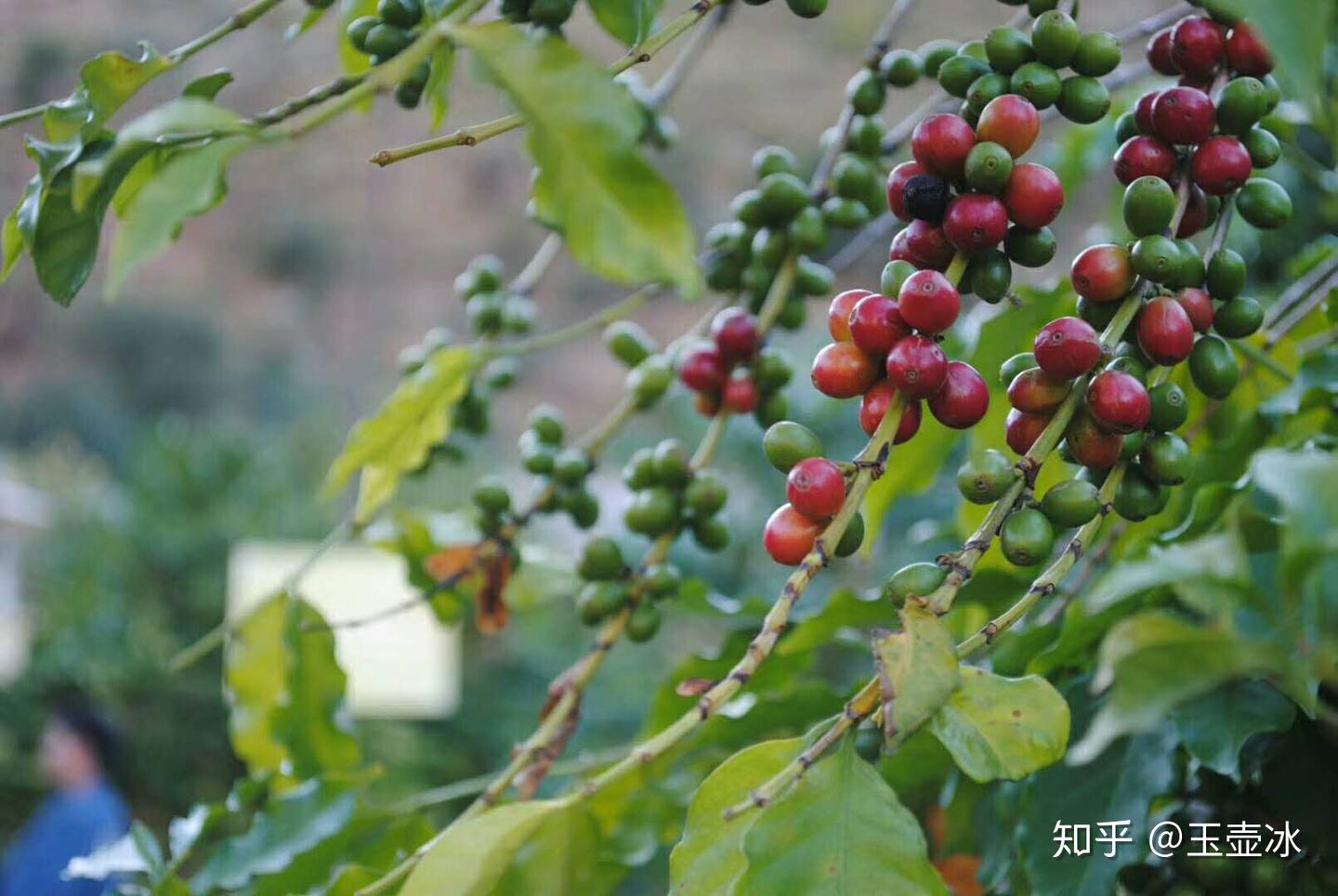 大理宾川县朱苦拉村---小粒咖啡的起源地 - 知乎