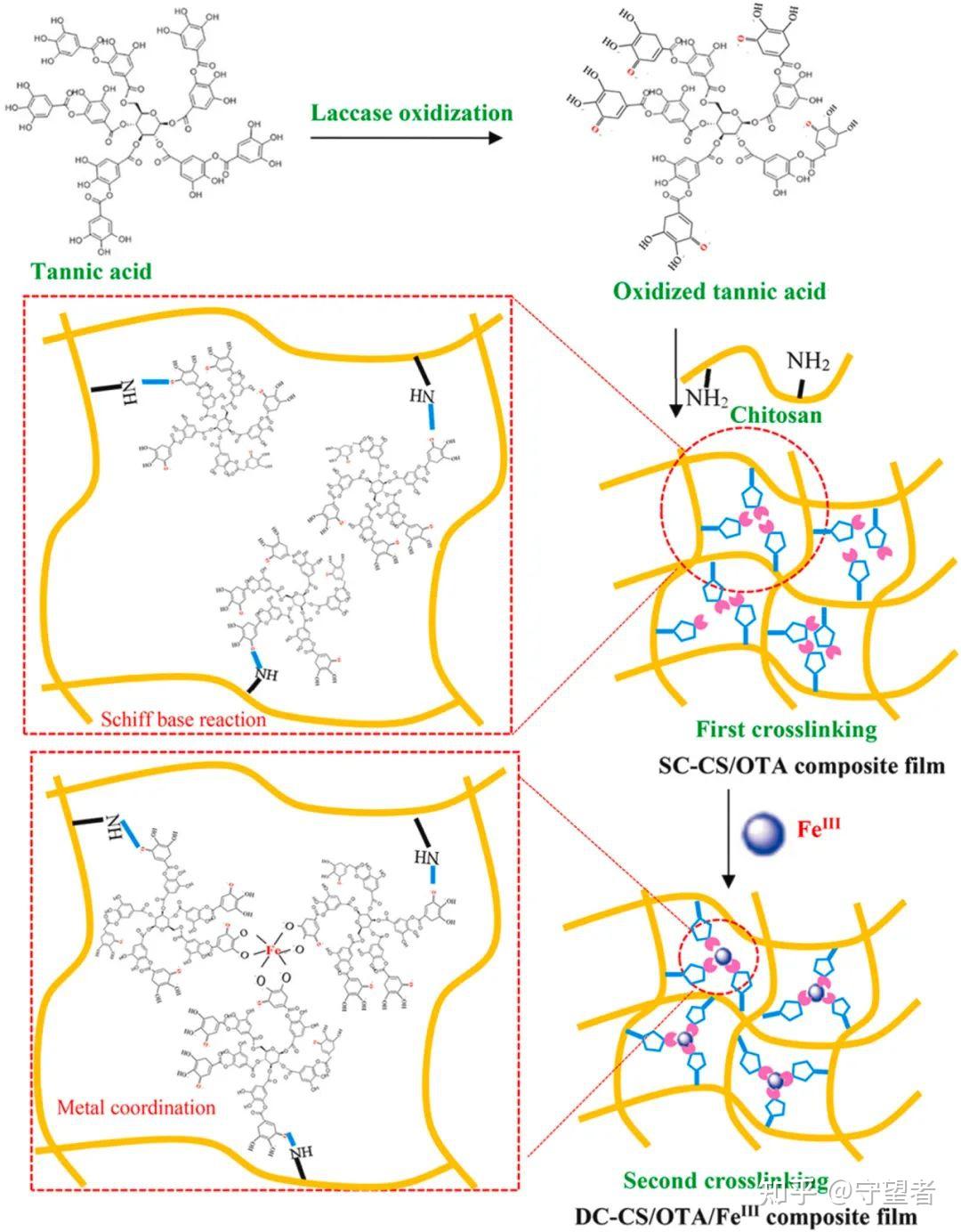 Trends in Food Science & Technology：鞣酸作为生物聚合物基食品包装膜的一个绿色交联剂 - 知乎