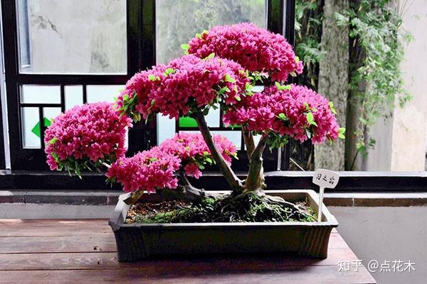 杜鹃花花期养护技巧 - 知乎