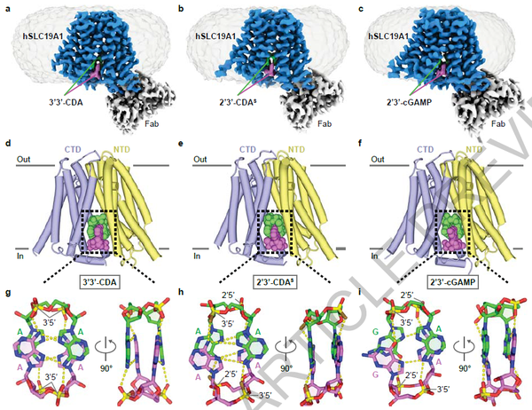 Nature | 揭示SLC19A1对环二核苷酸和叶酸识别的分子机理 - 知乎