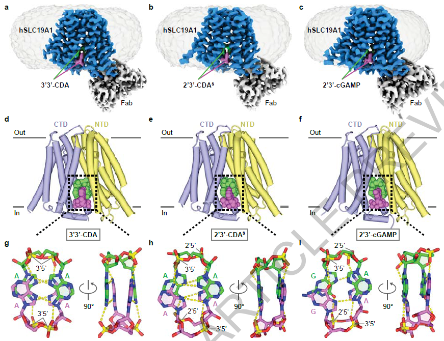 Nature | 揭示SLC19A1对环二核苷酸和叶酸识别的分子机理 - 知乎