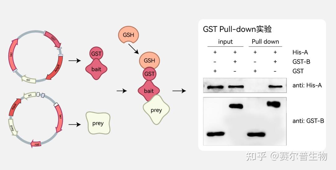 Co-IP、GST pull-down如何区分？实验结果图该如何解读？ - 知乎