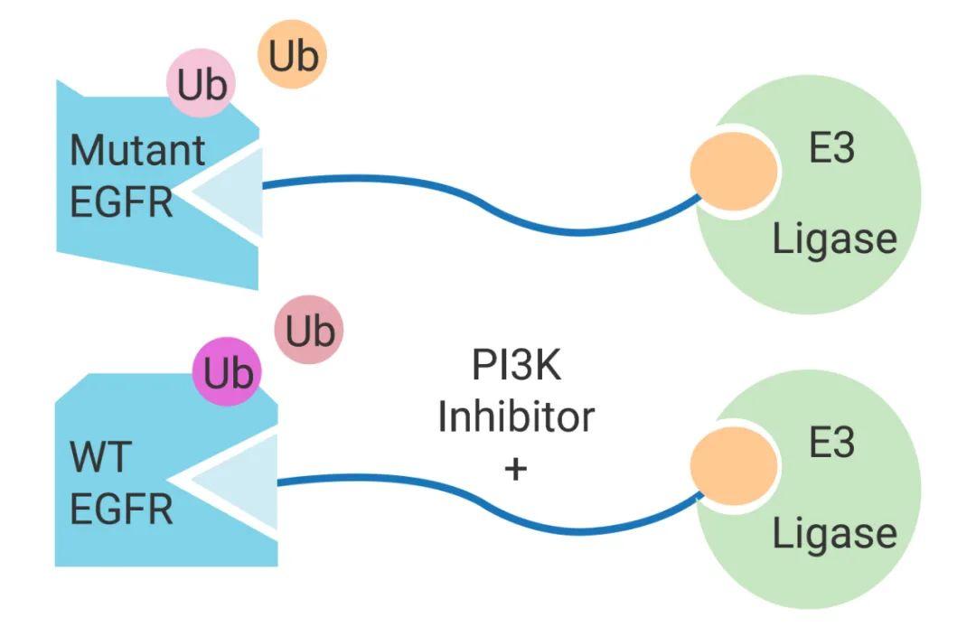 靶向 EGFR 的 PROTAC 盘点 - MedChemExperss - 知乎