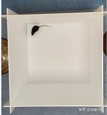 旷场实验的实验流程是什么？旷场实验中有哪些测试指标和注意事项？ 知乎 2591