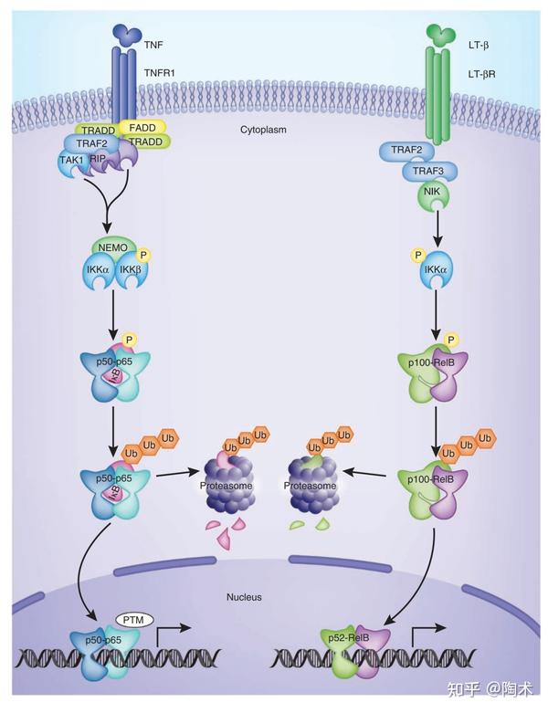 快速了解NF-κB 通路 - 知乎
