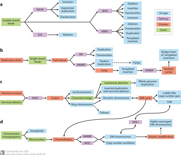 肿瘤基因组基础[1]----结构变异（Structural variation） - 知乎