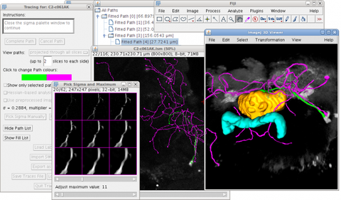ImageJ实用技巧——Simple Neurite Tracer(插件篇) - 知乎