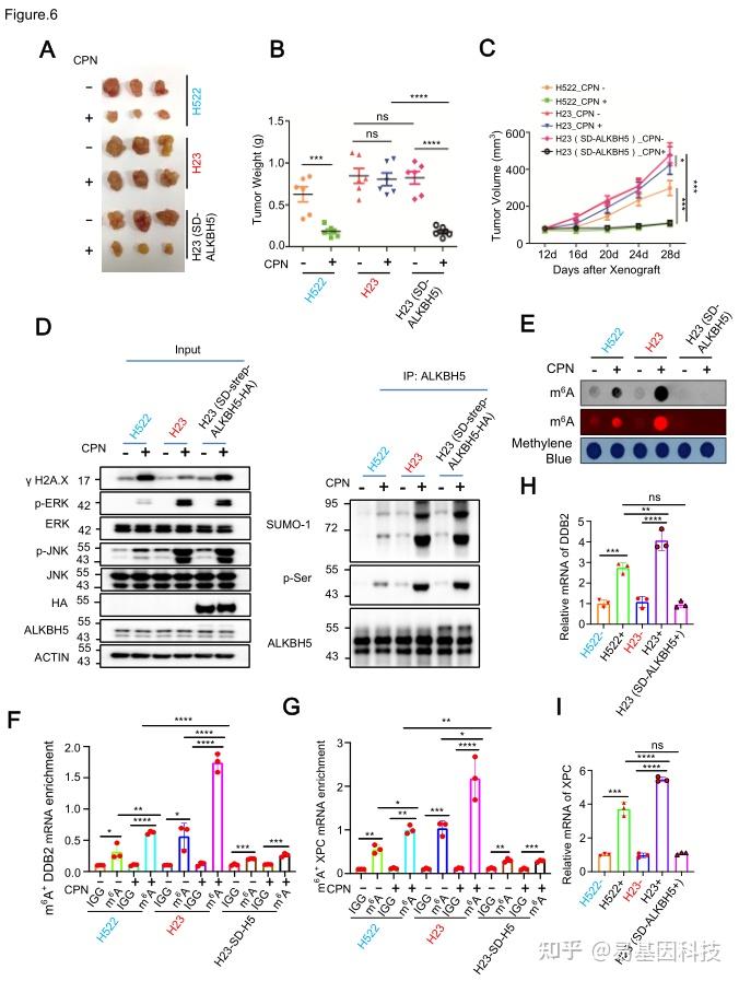 易基因：m6A-seq+RNA-seq揭示KRAS突变通过调控ALKBH5翻译后修饰导致肺癌对铂类药物耐药｜JCI - 知乎