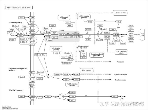 Wnt信号通路（主要基因/通路基因分类/信号通路图 - 知乎
