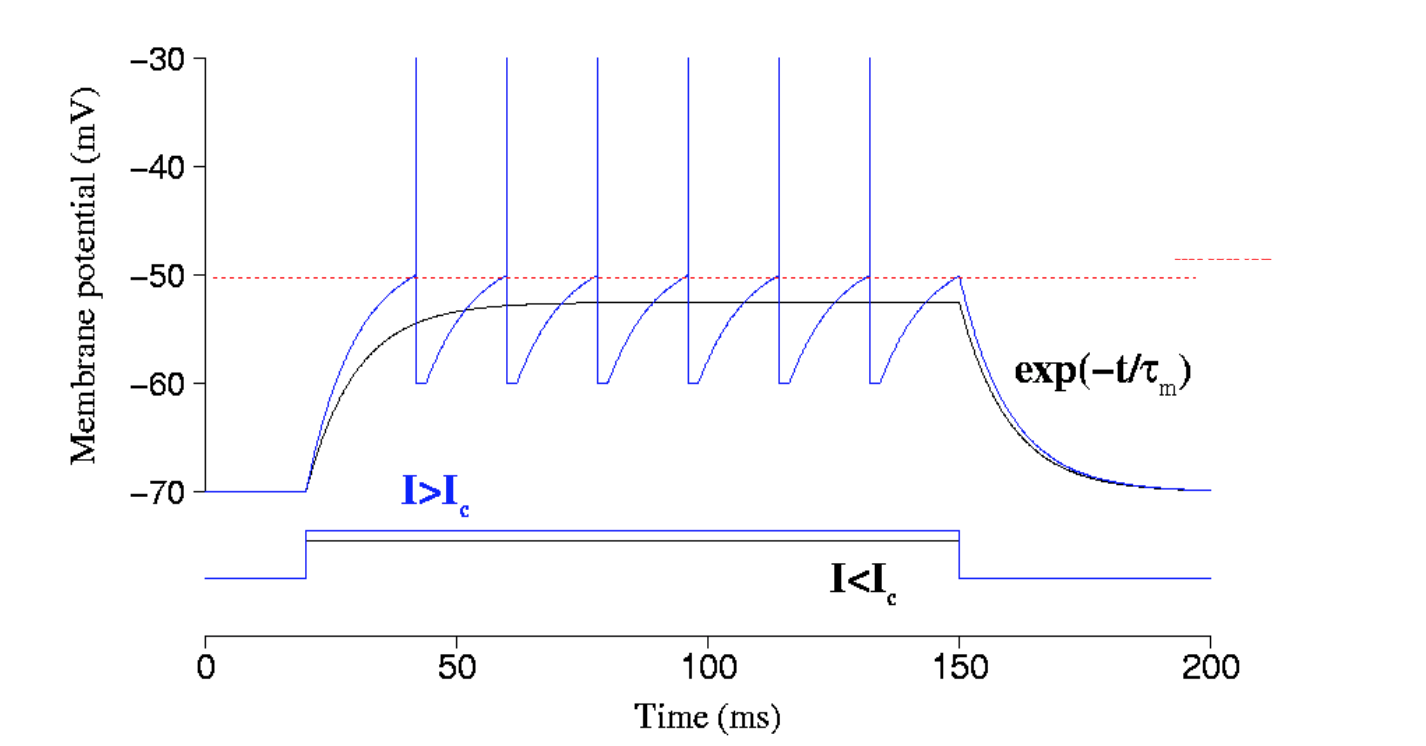单个神经元的简单模型：Leaky integrate and fire (LIF) model - 知乎