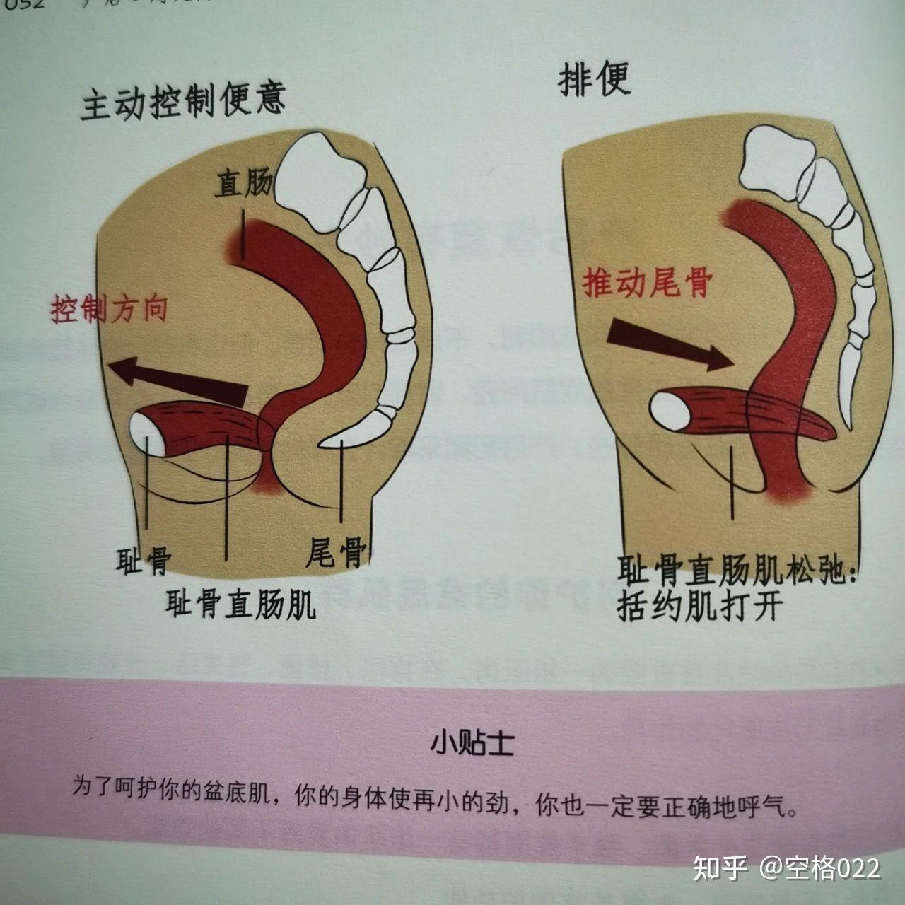手把手学产康 盆底肌的误区，你踩了吗？ 知乎