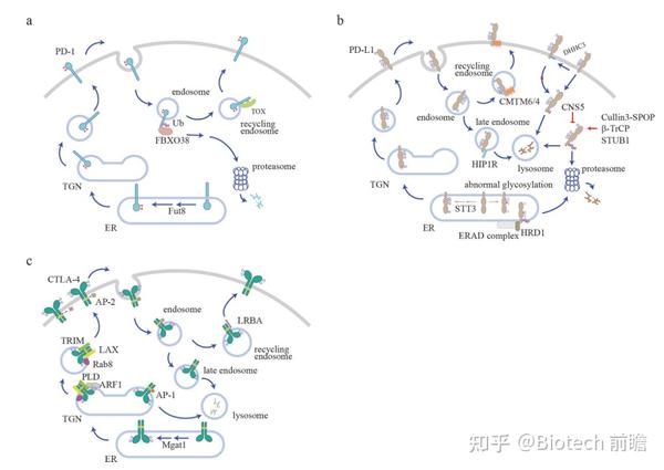 CD80和CD86作用差异丨CD86是CTLA-4的关键靶点 - 知乎