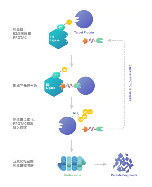 PROTAC技术研发现状及DMPK研究策略概述 - 知乎