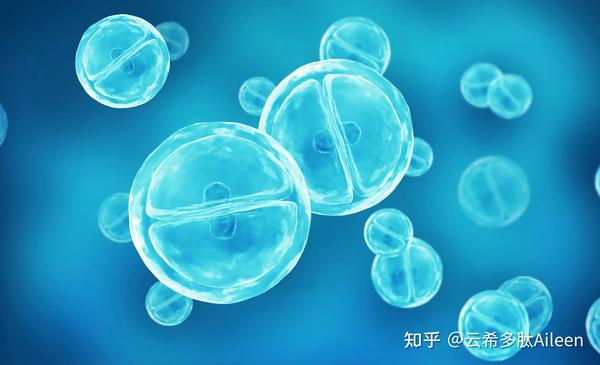 重组人干细胞因子Stem Cell Factor - 知乎
