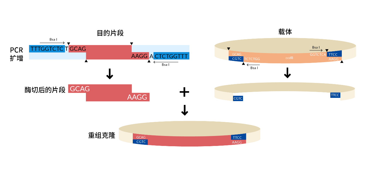 载体构建入门攻略——Golden Gate克隆篇 - 知乎