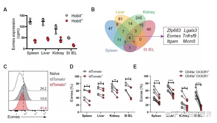 Sci Immun | 揭示T细胞谱系选择的关键转录因子 - 知乎