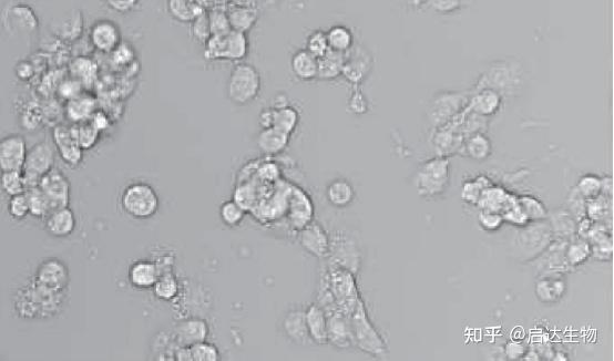 实验步骤：我的Thp-1是怎么分化成M1和M2细胞的？ - 知乎