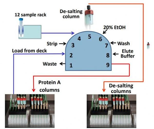 应用案例 | Protein Maker高通量全自动蛋白纯化仪 - 知乎