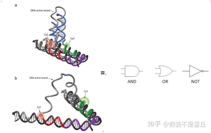 DNA computing 简单科普 - 知乎