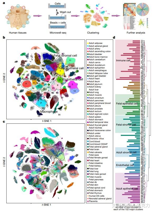 文献阅读| Construction of a human cell landscape at single-cell level - 知乎