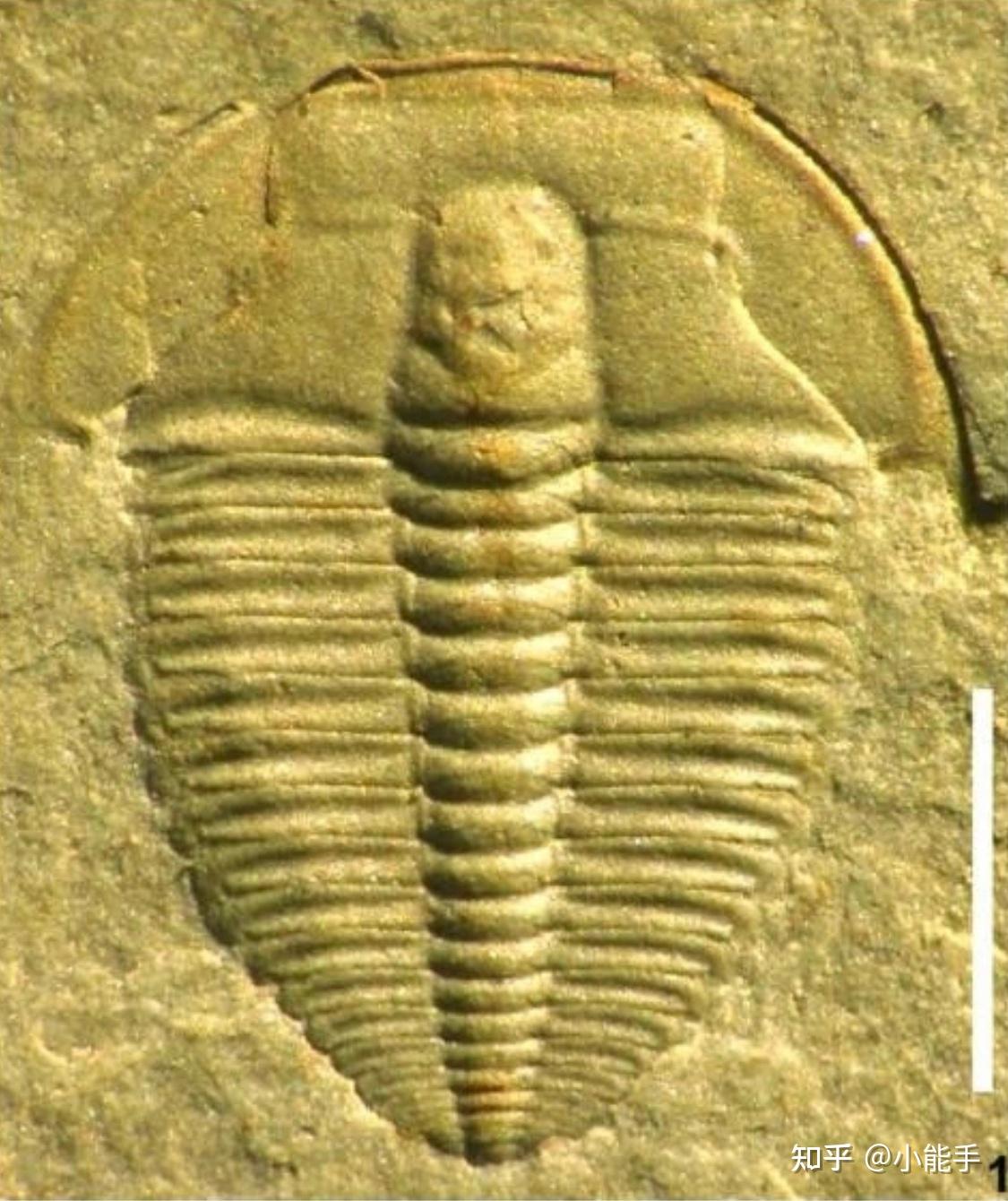 【三叶虫分类科普 1/ N 】褶颊虫目 - Ptychopariida - 知乎
