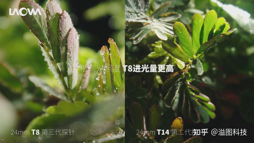 老蛙推出第三代探针镜头24mm T8 MACRO Pro2Be - 知乎