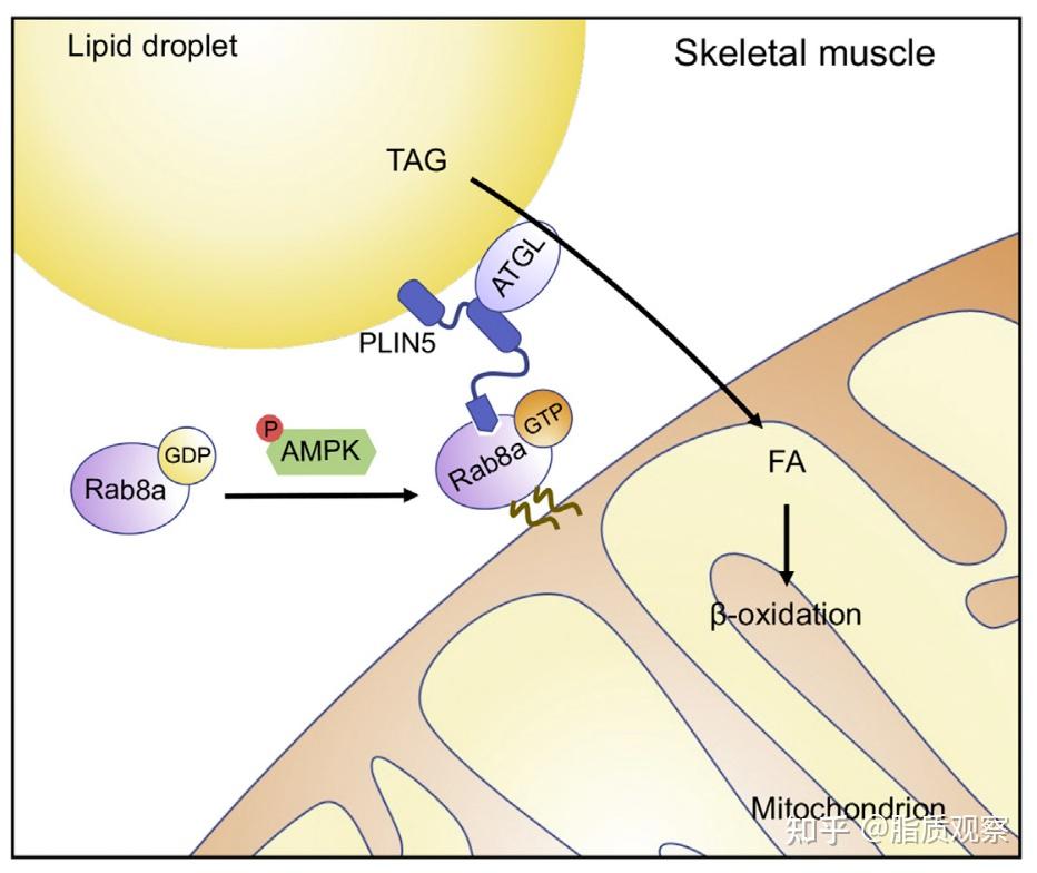AMPK通过调节Rab8a-Plin5互作促进脂滴线粒体互作 - 知乎