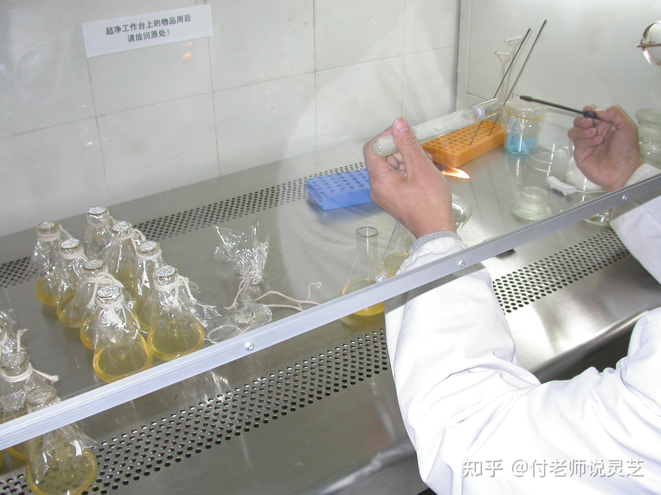 药用菌栽培——发酵培养 - 知乎