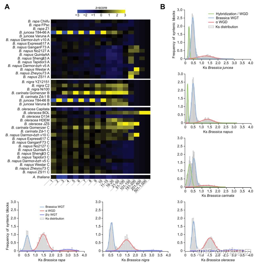 文献解读 | The Plant Cell期刊发表基因组组装助力填补禹氏三角的最后一块：四倍体埃塞俄比亚芥基因组 - 知乎