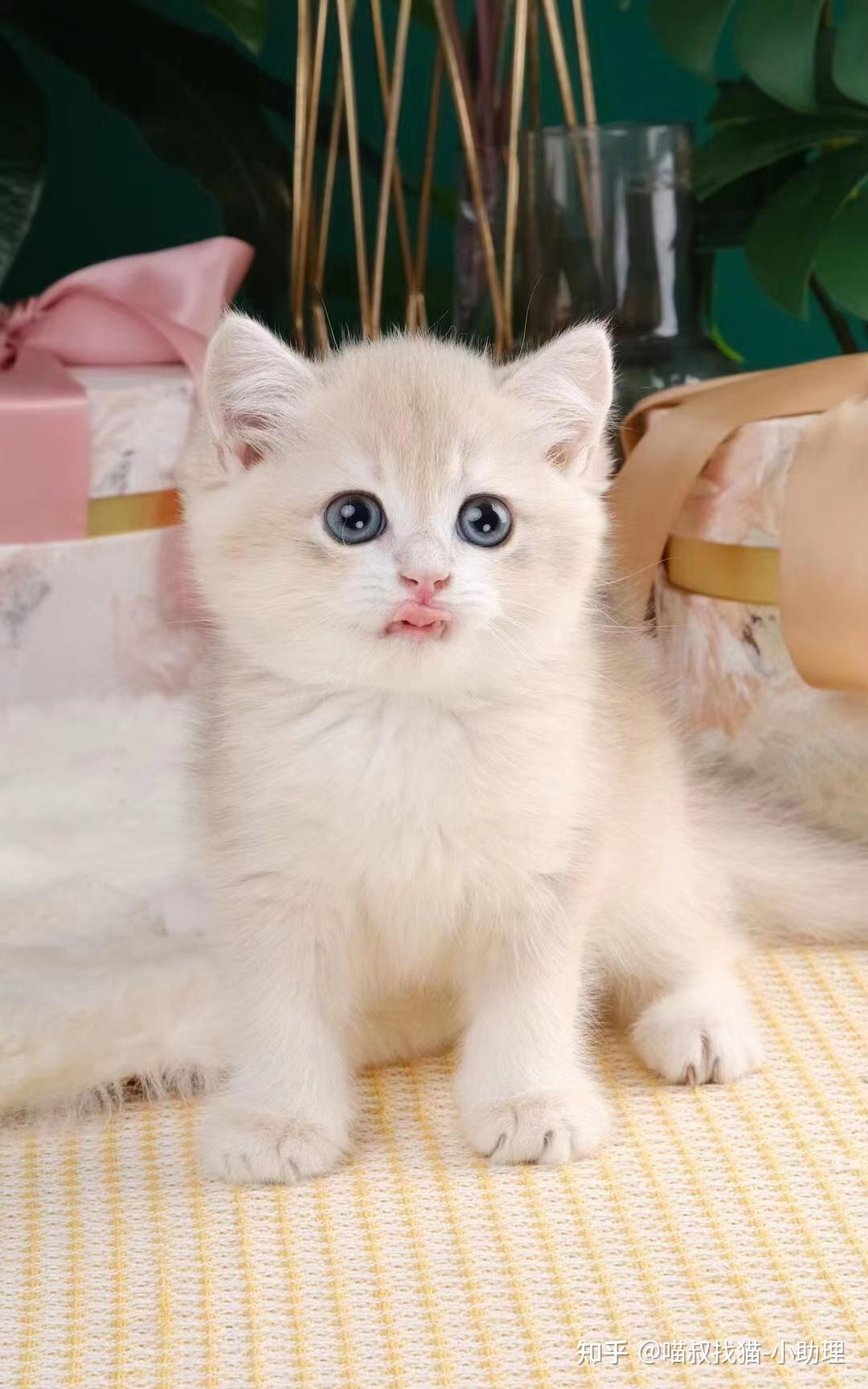 英短蓝金渐层猫舍推荐 知乎