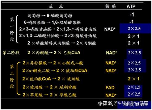 TCA循环要点及口诀 - 知乎