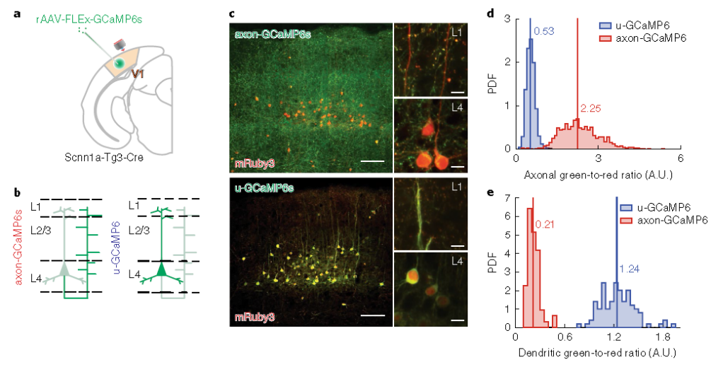 钙成像实验怎么操作？钙成像技术应用案例 - 知乎