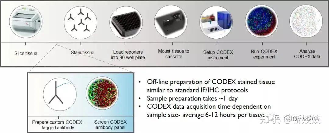遇见CODEX|一文详解CODEX单细胞空间蛋白组学分析平台技术原理 - 知乎