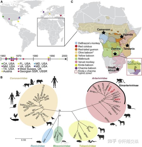 Cell：与SIV相提并论的猿猴出血热病毒（SHFV）具有潜力外溢到人类身上 - 知乎